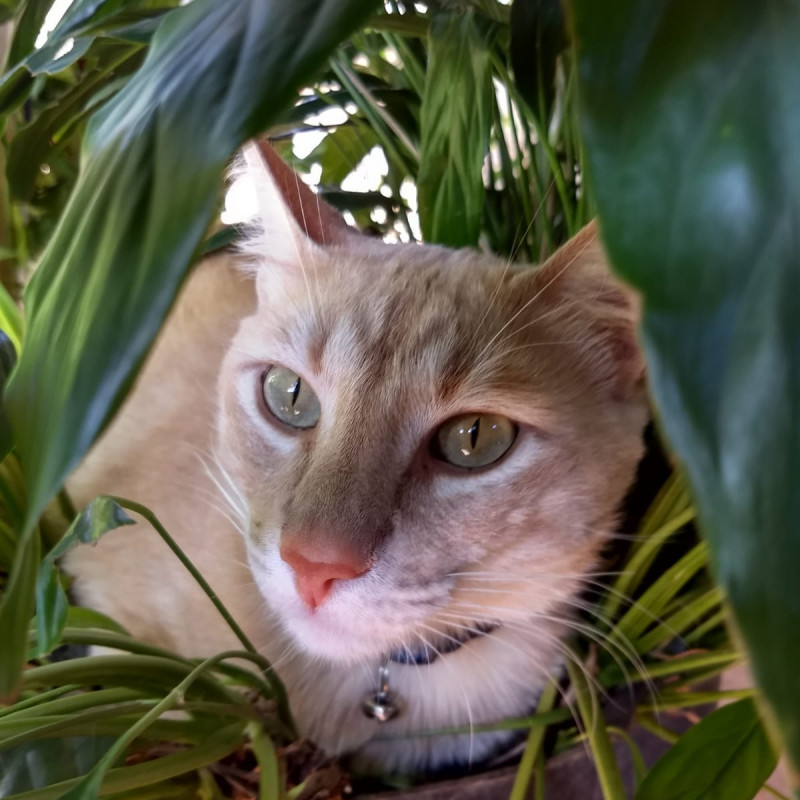 Comunicado de Óbito e Convite para a Despedida de Milo de Poli ...